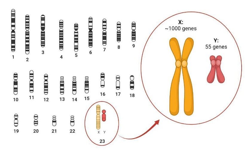 Cat Fur And Color Blindness What X Chromosome Inactivation Teaches Us